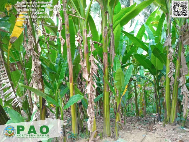 NORTHERN SAMAR PUSHES ABACA PRODUCTION TO A HIGHER LEVEL